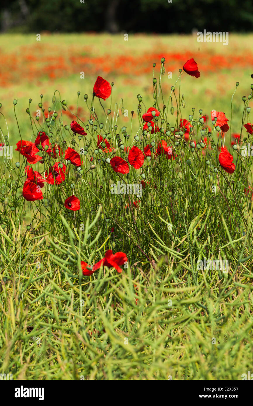 Poppies on Sunny Morning Stock Photo - Alamy