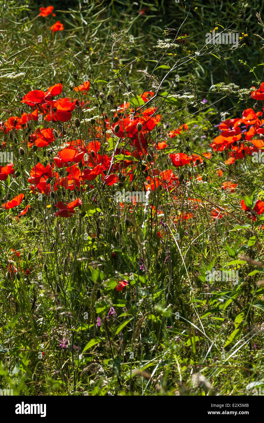 Poppies on Sunny Morning Stock Photo - Alamy