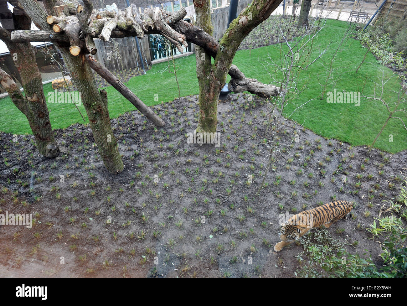 'Tiger Territory', a new tiger enclosure opens at the London Zoo Featuring: Tiger Where: London ...