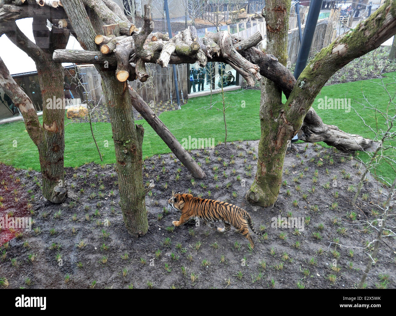 'Tiger Territory', a new tiger enclosure opens at the London Zoo ...