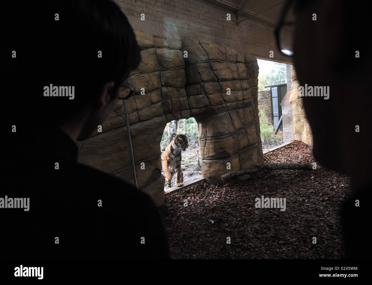 'Tiger Territory', a new tiger enclosure opens at the London Zoo Featuring: Tiger Where: London ...