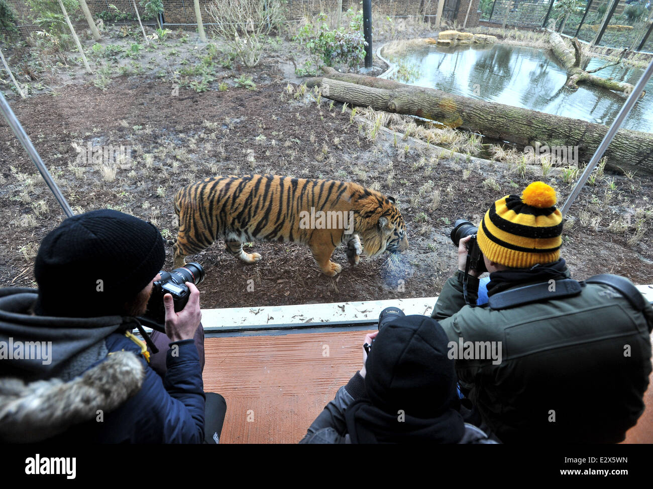 'Tiger Territory', a new tiger enclosure opens at the London Zoo Featuring: Tiger Where: London ...