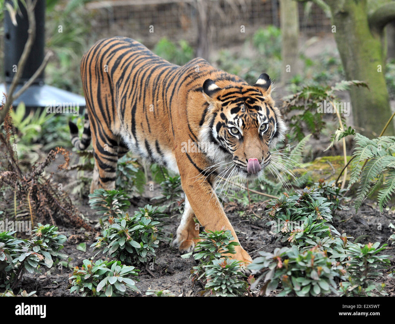 'Tiger Territory', a new tiger enclosure opens at the London Zoo Featuring: Tiger Where: London ...