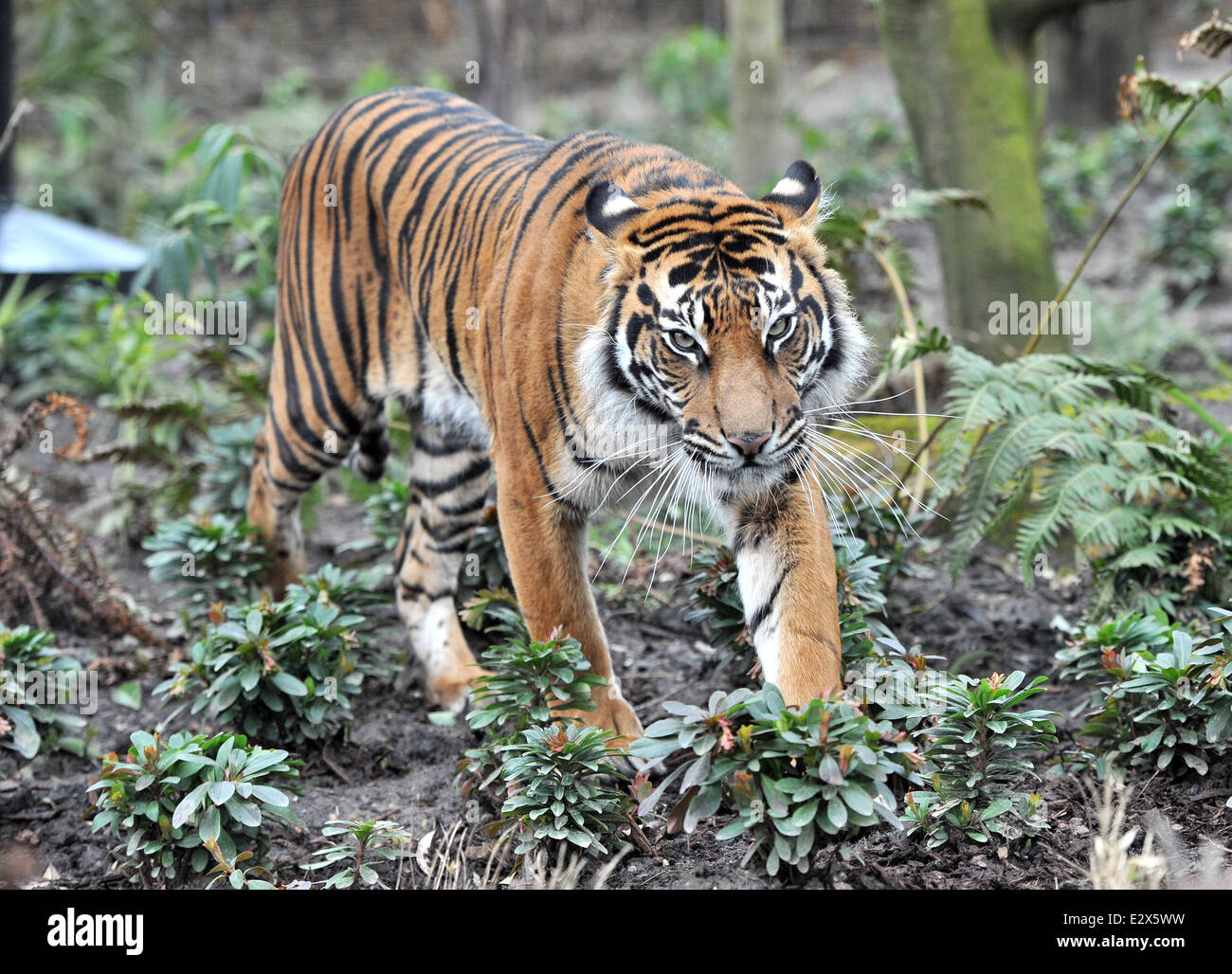 'Tiger Territory', a new tiger enclosure opens at the London Zoo ...