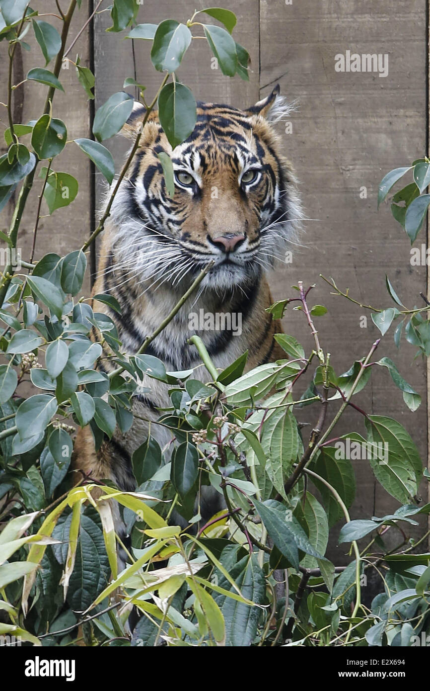 'Tiger Territory', a new tiger enclosure opens at the London Zoo. The Sumatran Tigers, Jae Jae ...