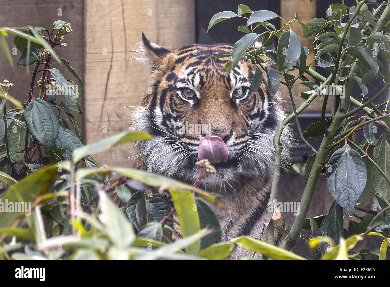 'Tiger Territory', a new tiger enclosure opens at the London Zoo. The Sumatran Tigers, Jae Jae ...