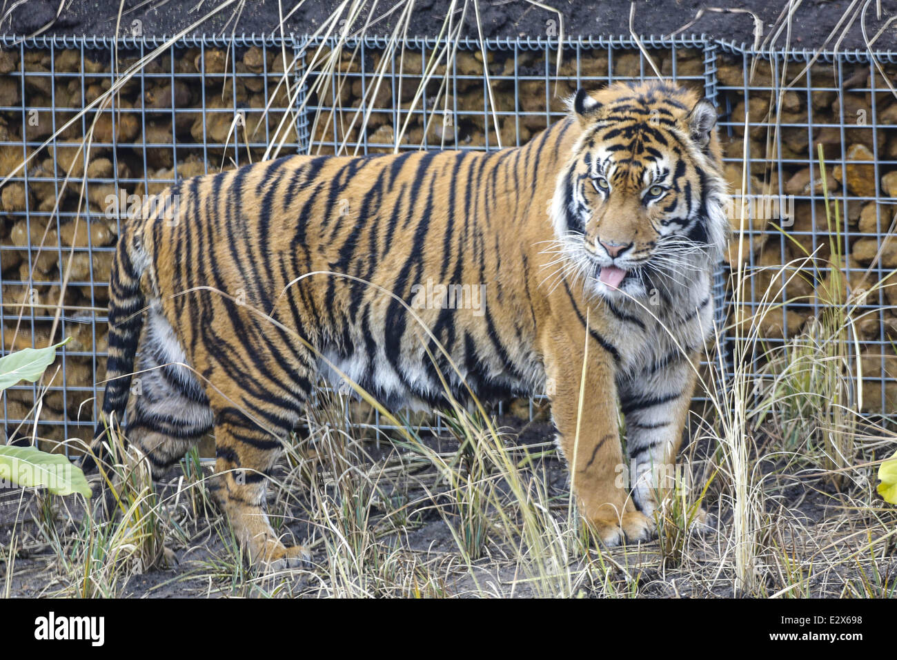 'Tiger Territory', a new tiger enclosure opens at the London Zoo. The Sumatran Tigers, Jae Jae ...