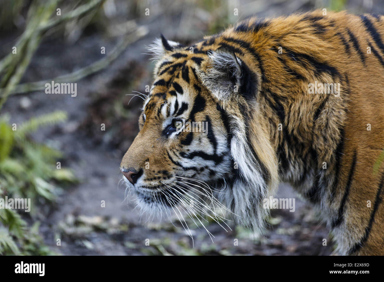 'Tiger Territory', a new tiger enclosure opens at the London Zoo. The Sumatran Tigers, Jae Jae ...