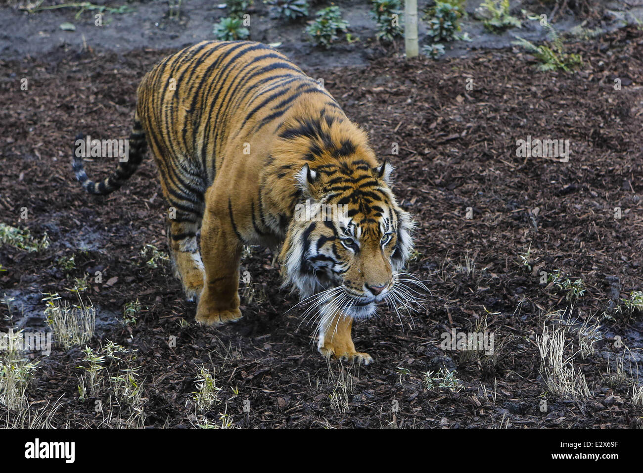 'Tiger Territory', a new tiger enclosure opens at the London Zoo. The Sumatran Tigers, Jae Jae ...