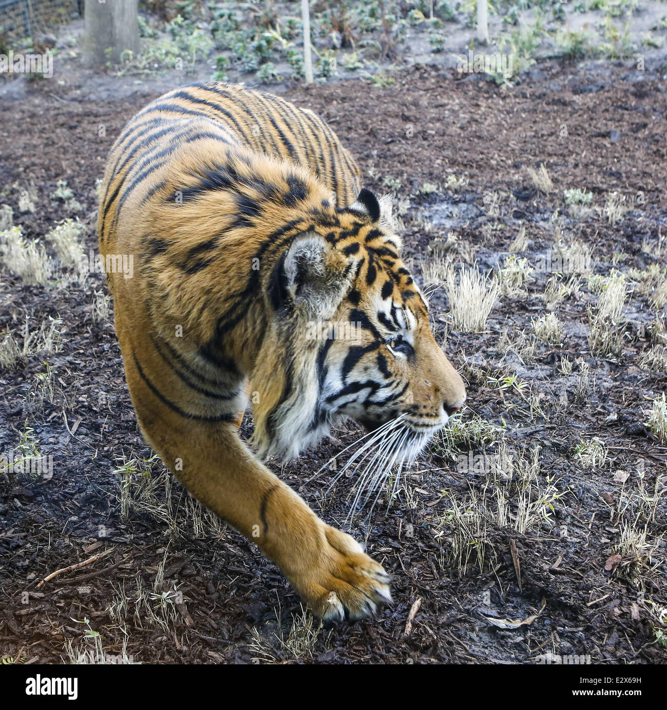 'Tiger Territory', a new tiger enclosure opens at the London Zoo. The Sumatran Tigers, Jae Jae ...