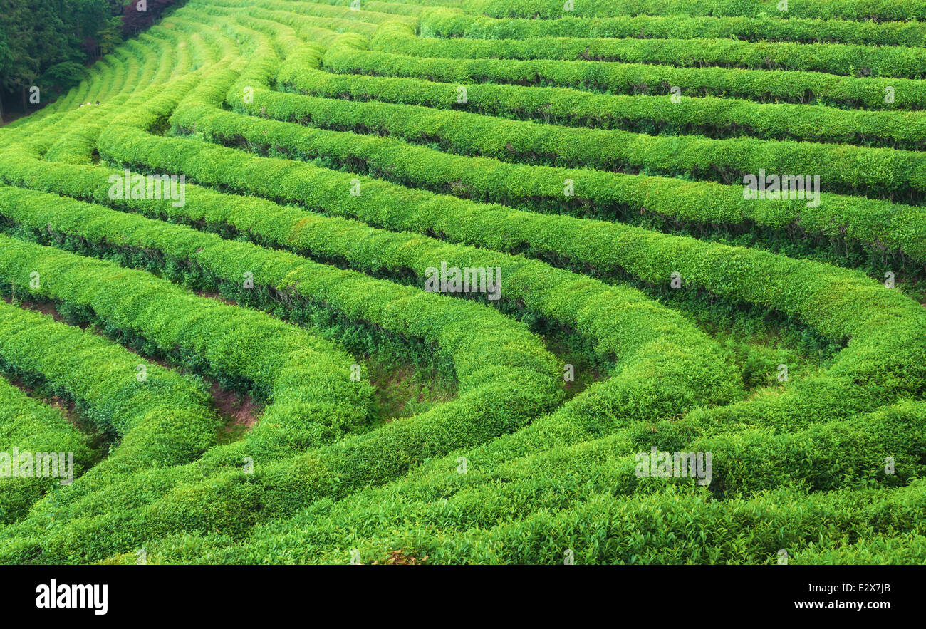 The green tea fields of Boseong, South Korea Stock Photo - Alamy