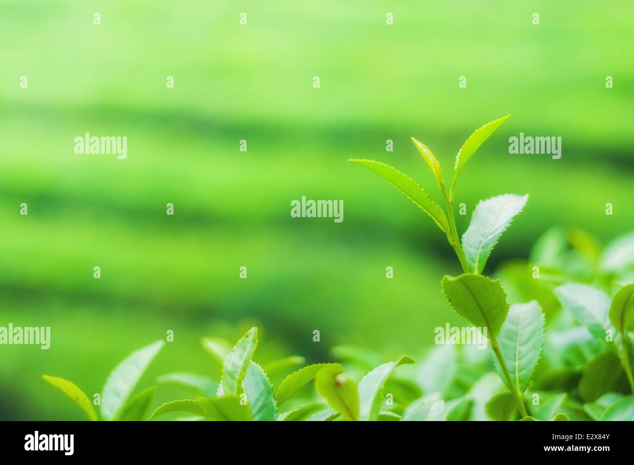 The green tea fields of Boseong, South Korea Stock Photo - Alamy
