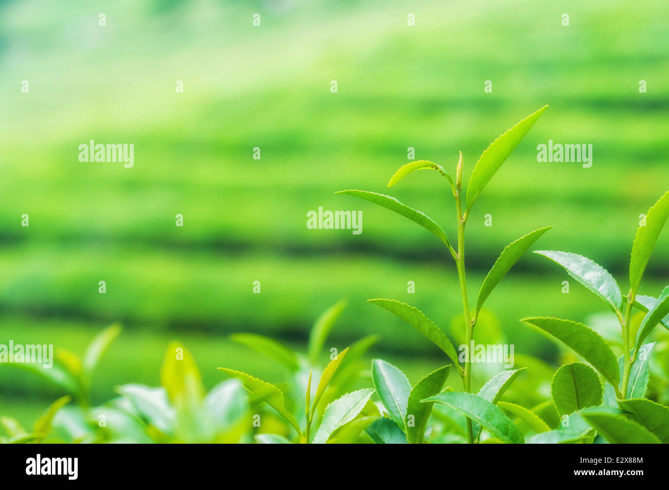 The green tea fields of Boseong, South Korea Stock Photo - Alamy