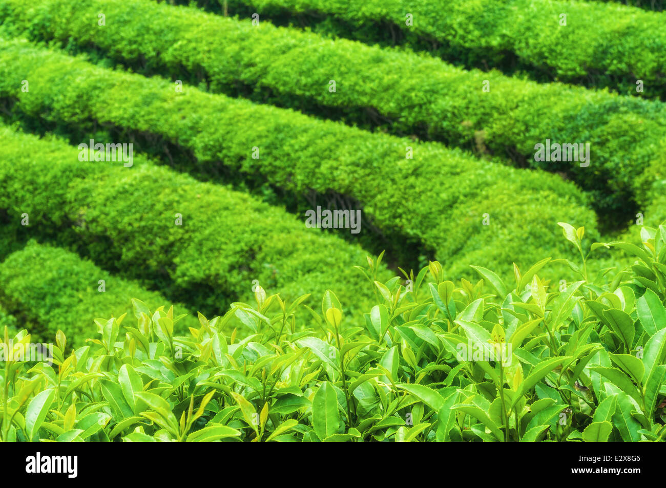 The green tea fields of Boseong, South Korea Stock Photo - Alamy