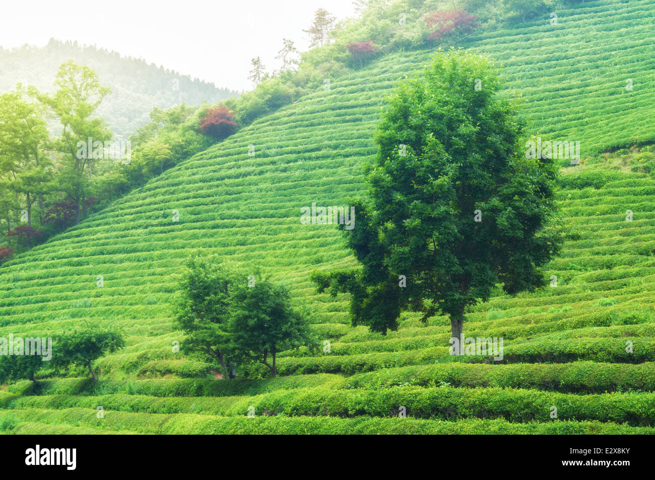 The green tea fields of Boseong, South Korea Stock Photo - Alamy