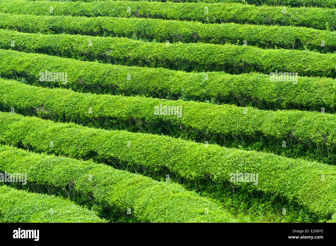 The green tea fields of Boseong, South Korea Stock Photo - Alamy