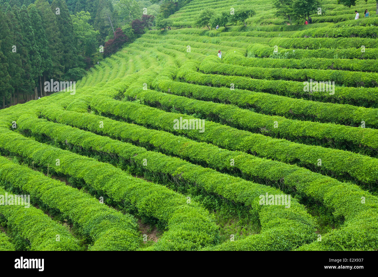 The green tea fields of Boseong, South Korea Stock Photo - Alamy