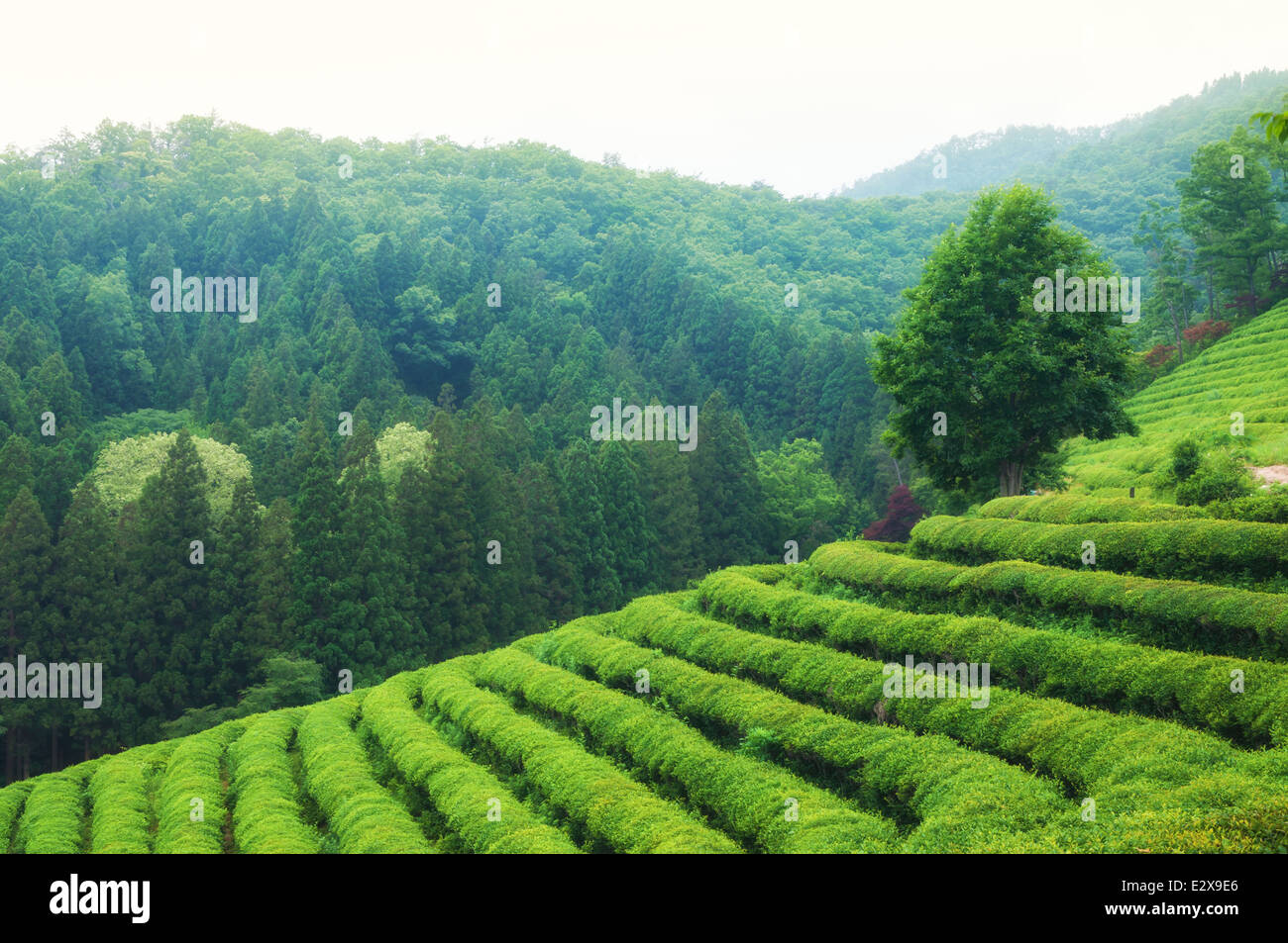 The green tea fields of Boseong, South Korea Stock Photo - Alamy