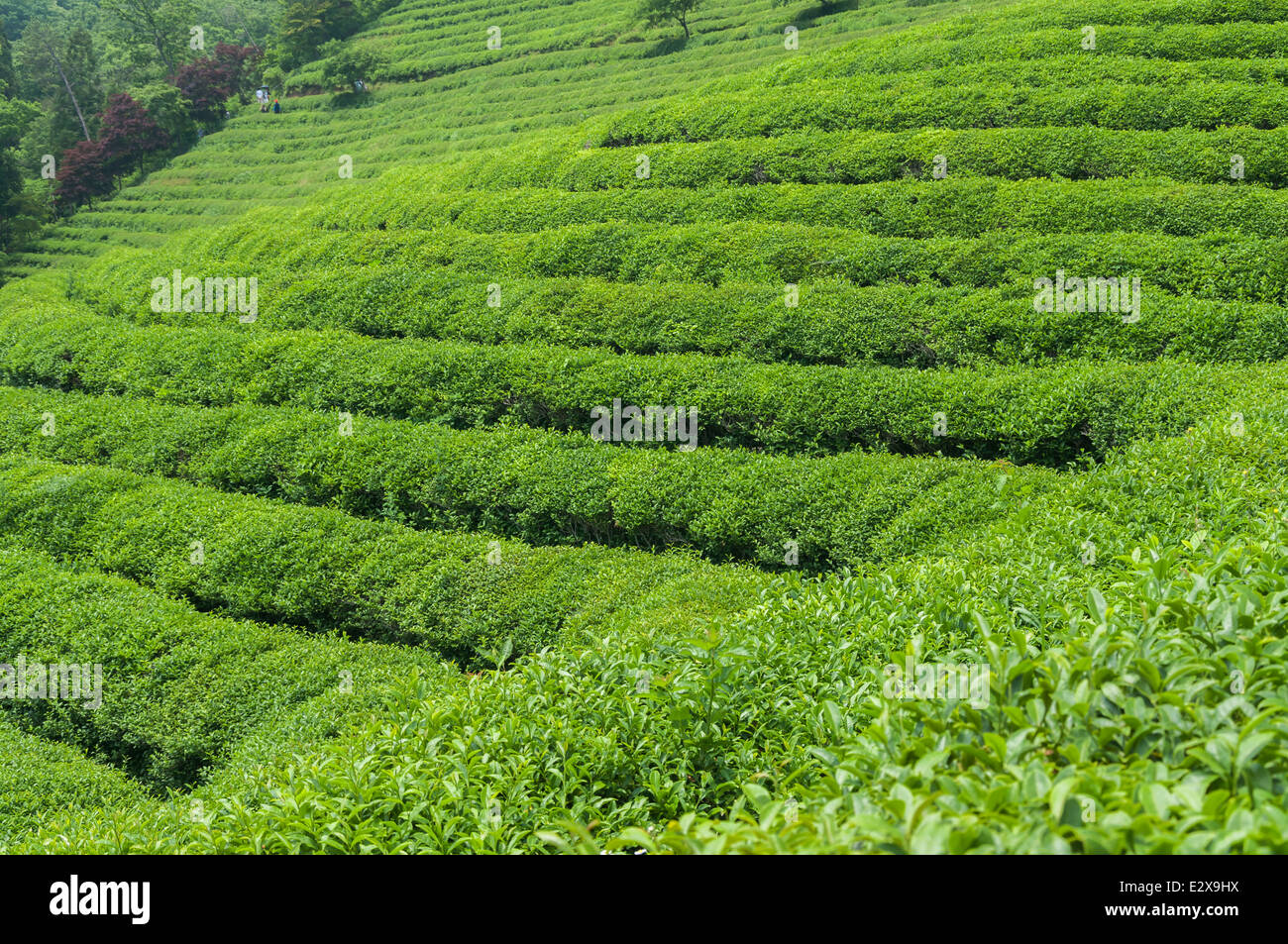 The green tea fields of Boseong, South Korea Stock Photo - Alamy