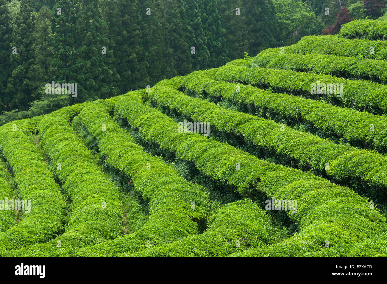 The green tea fields of Boseong, South Korea Stock Photo - Alamy