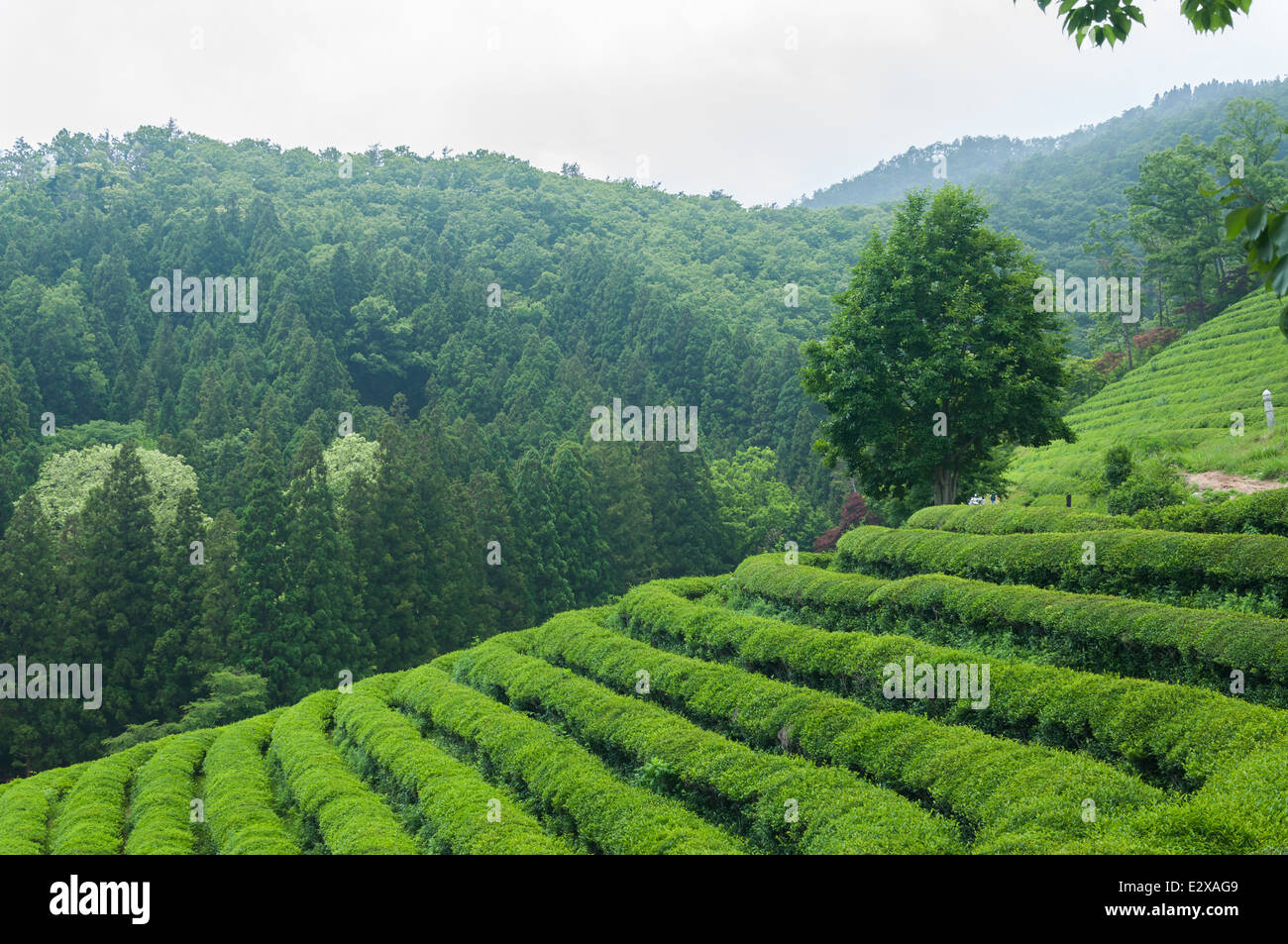 The green tea fields of Boseong, South Korea Stock Photo - Alamy