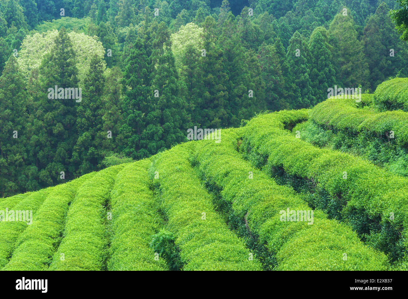 The green tea fields of Boseong, South Korea Stock Photo - Alamy