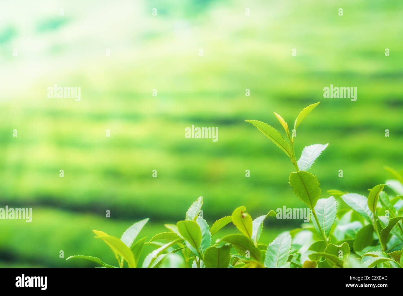 The green tea fields of Boseong, South Korea Stock Photo - Alamy
