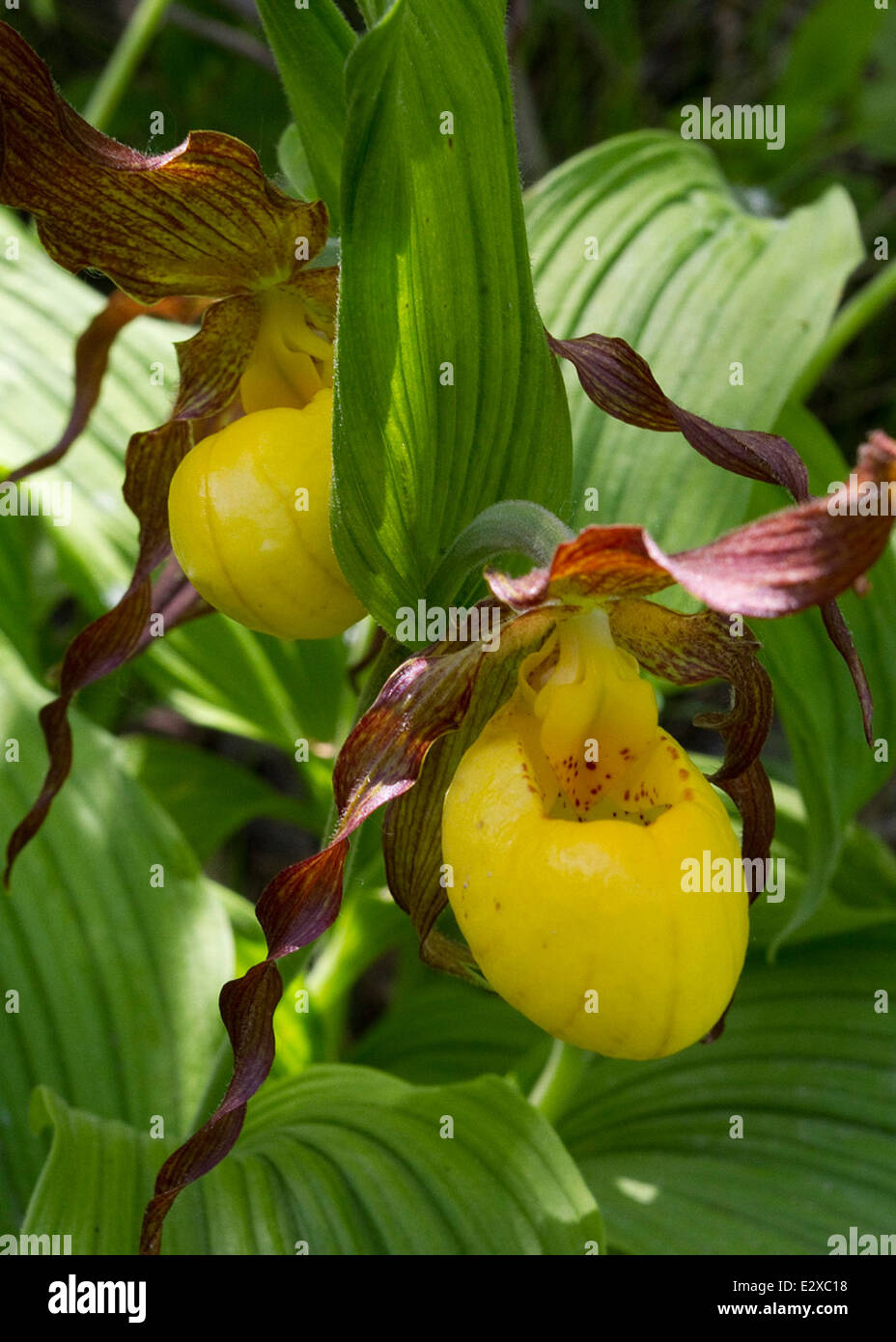 Lady slipper minnesota hi-res stock photography and images - Alamy