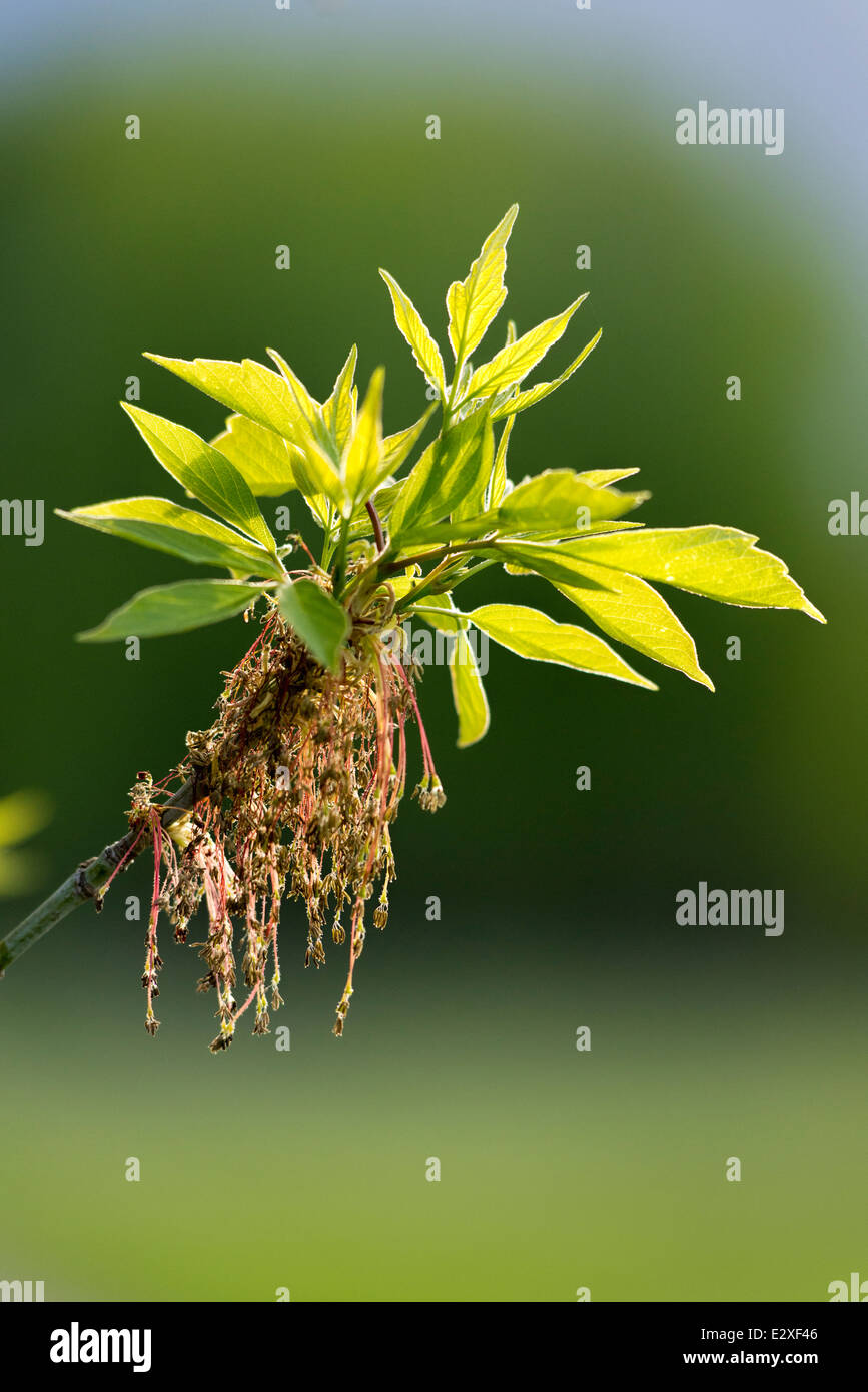 Box elder tree hi-res stock photography and images - Alamy