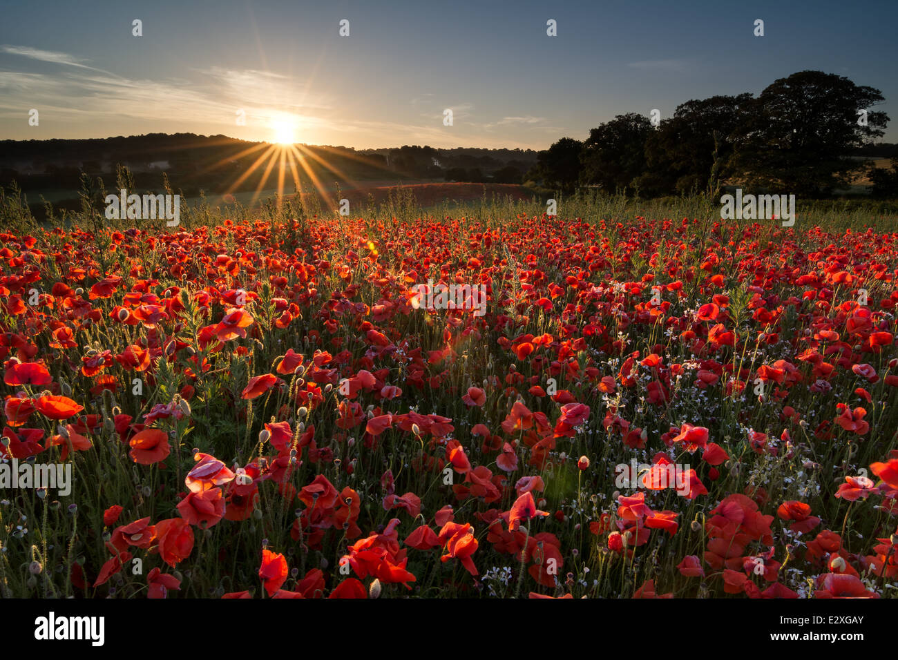Sunrise over flower fields hi-res stock photography and images - Alamy