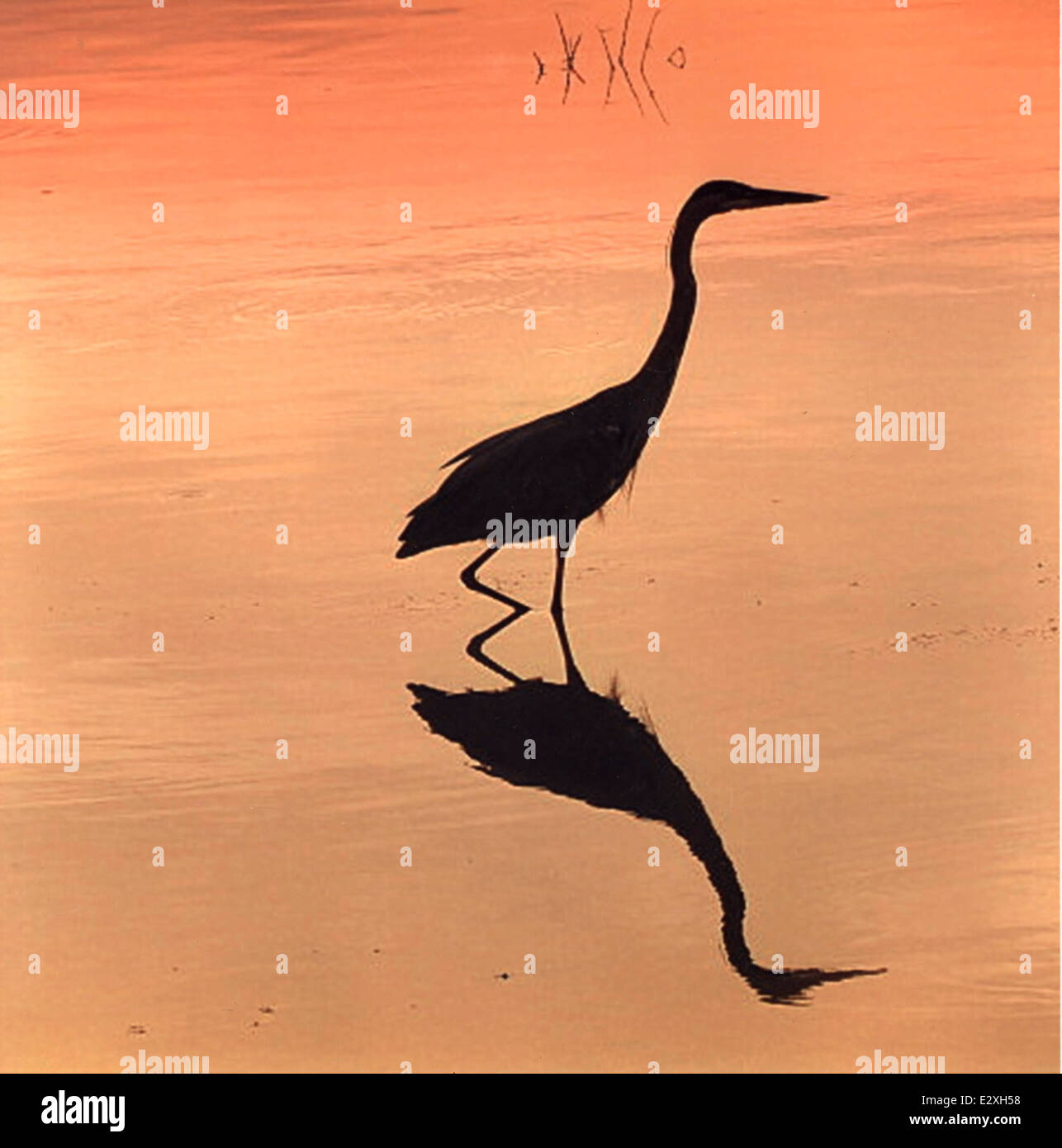 A serene image of an egret silhouetted against the vibrant colors of a ...