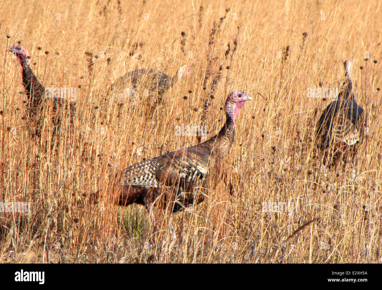 Wildturkeys hi-res stock photography and images - Alamy