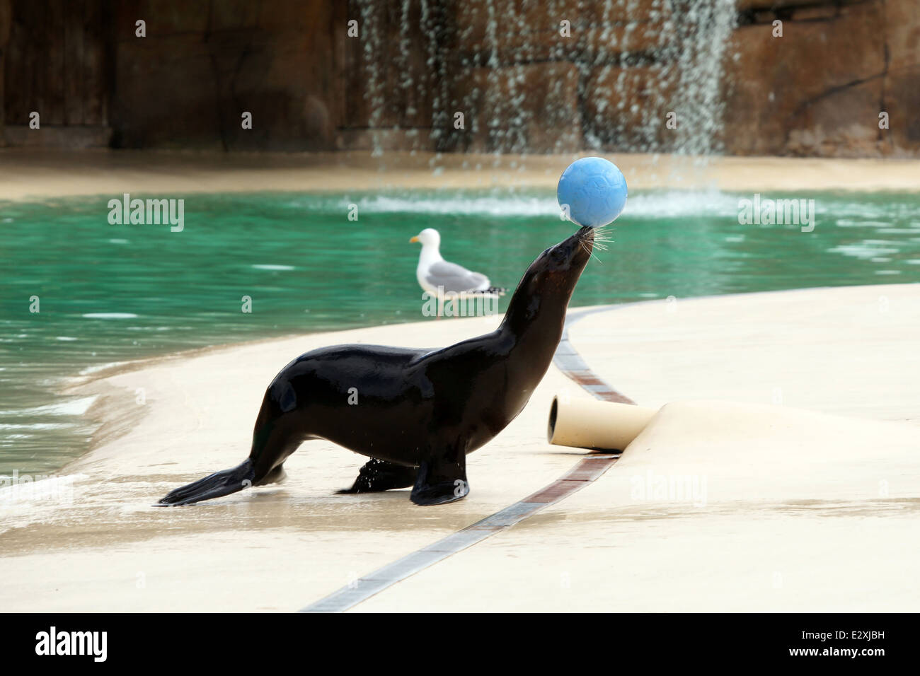 Sealion with ball Stock Photo - Alamy