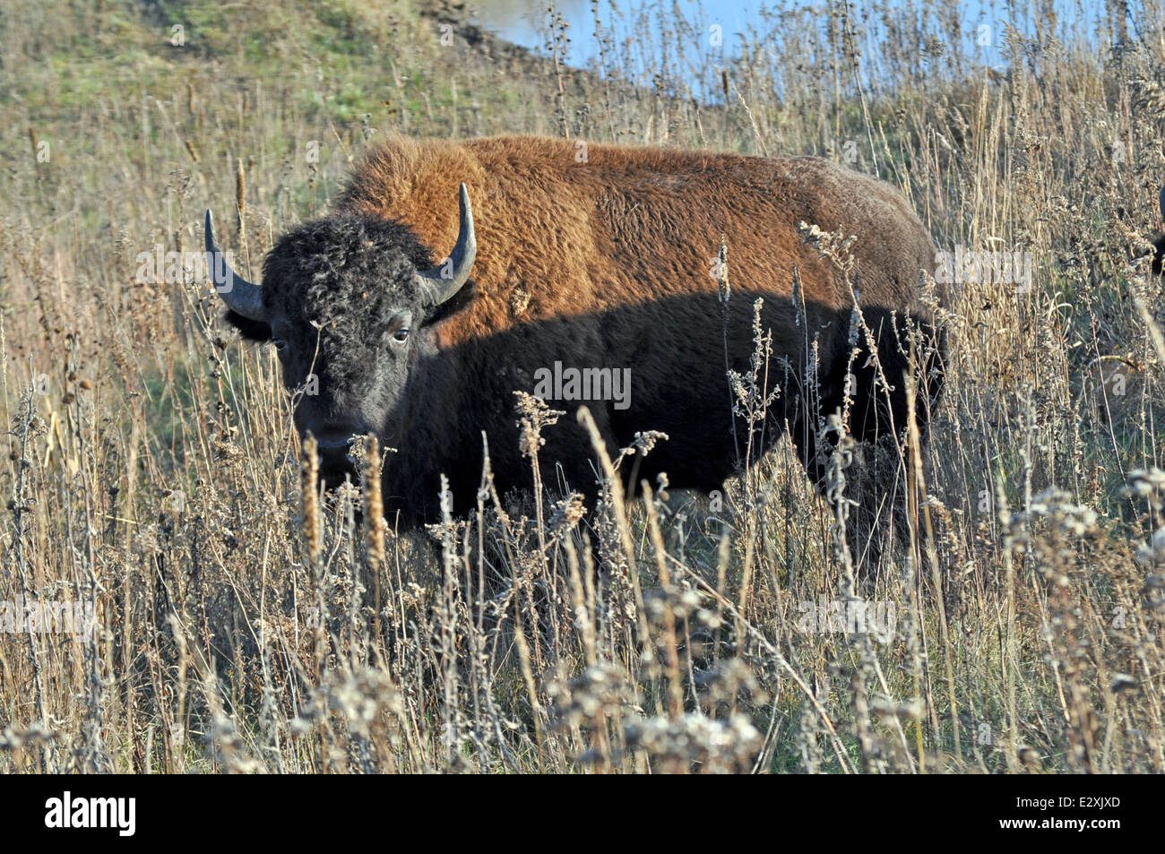 Bison roam the grasslands of Missouri, a key part of the state’s ...