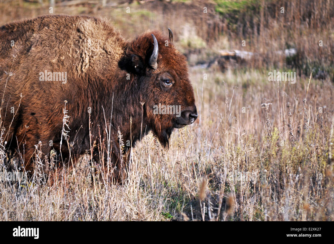 Bison roam freely across the Missouri landscapes, contributing to ...