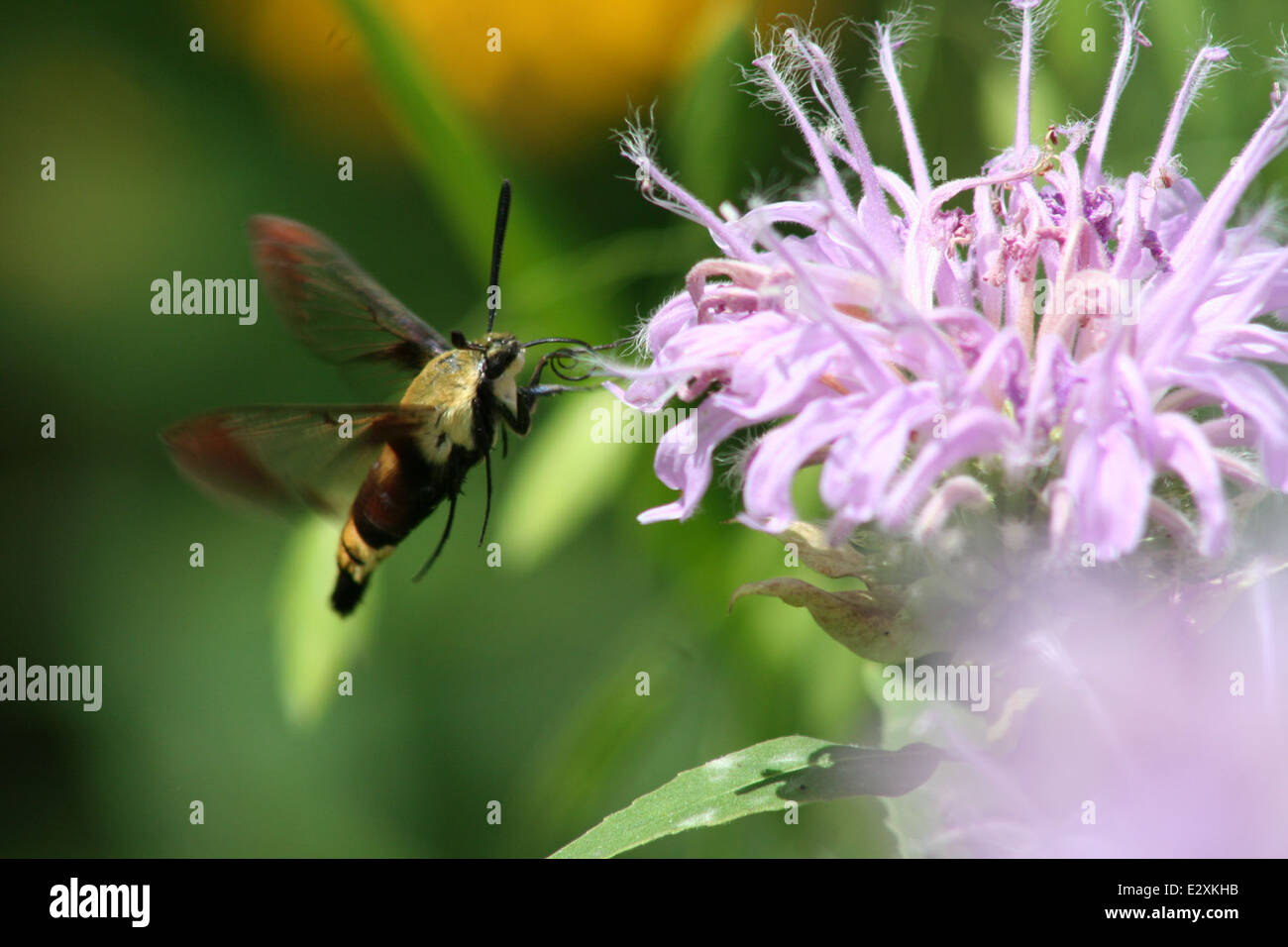 A hummingbird moth visits a flower, contributing to pollination. These ...