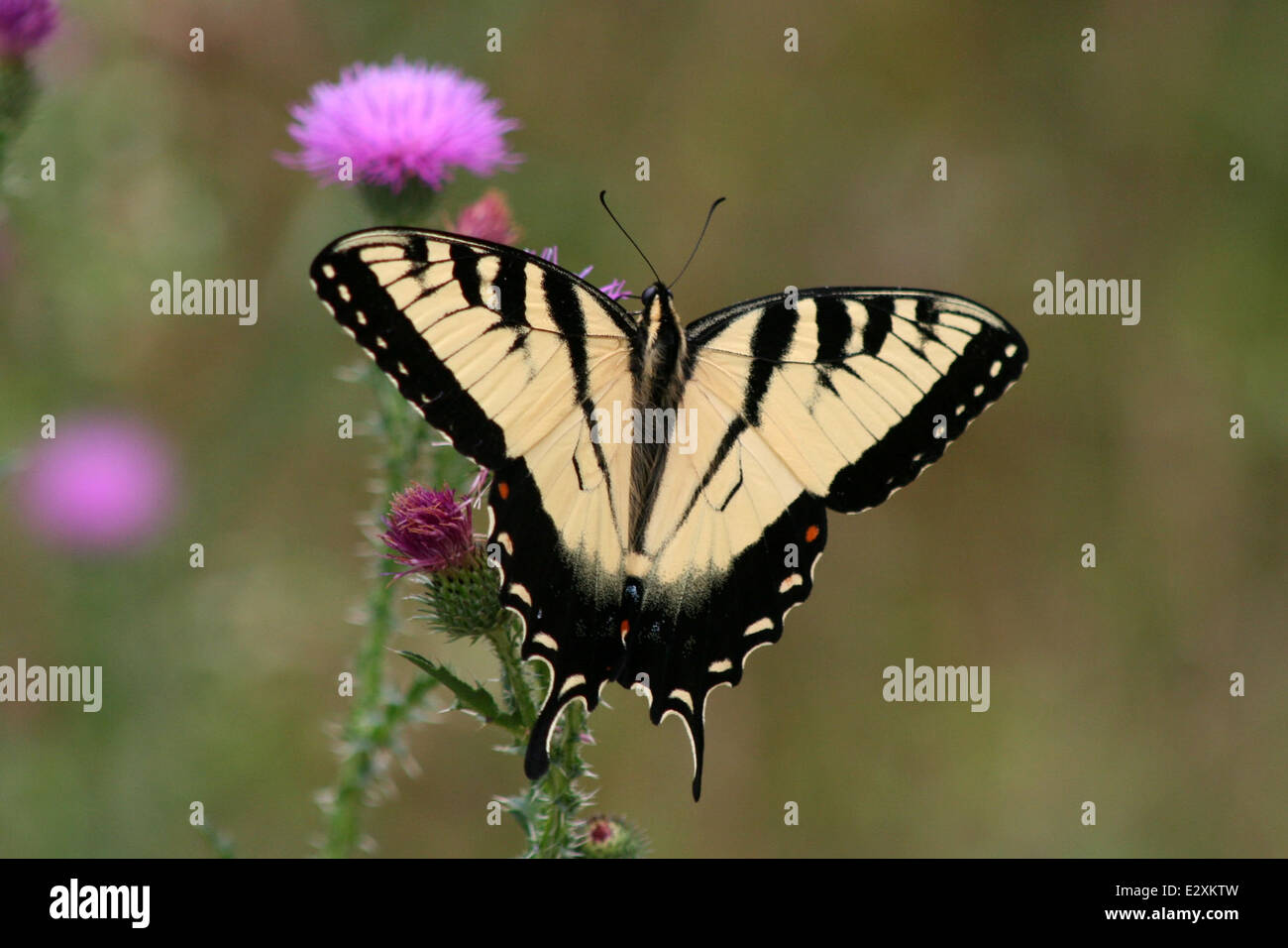 Butterflies insects wildlife hi-res stock photography and images - Alamy