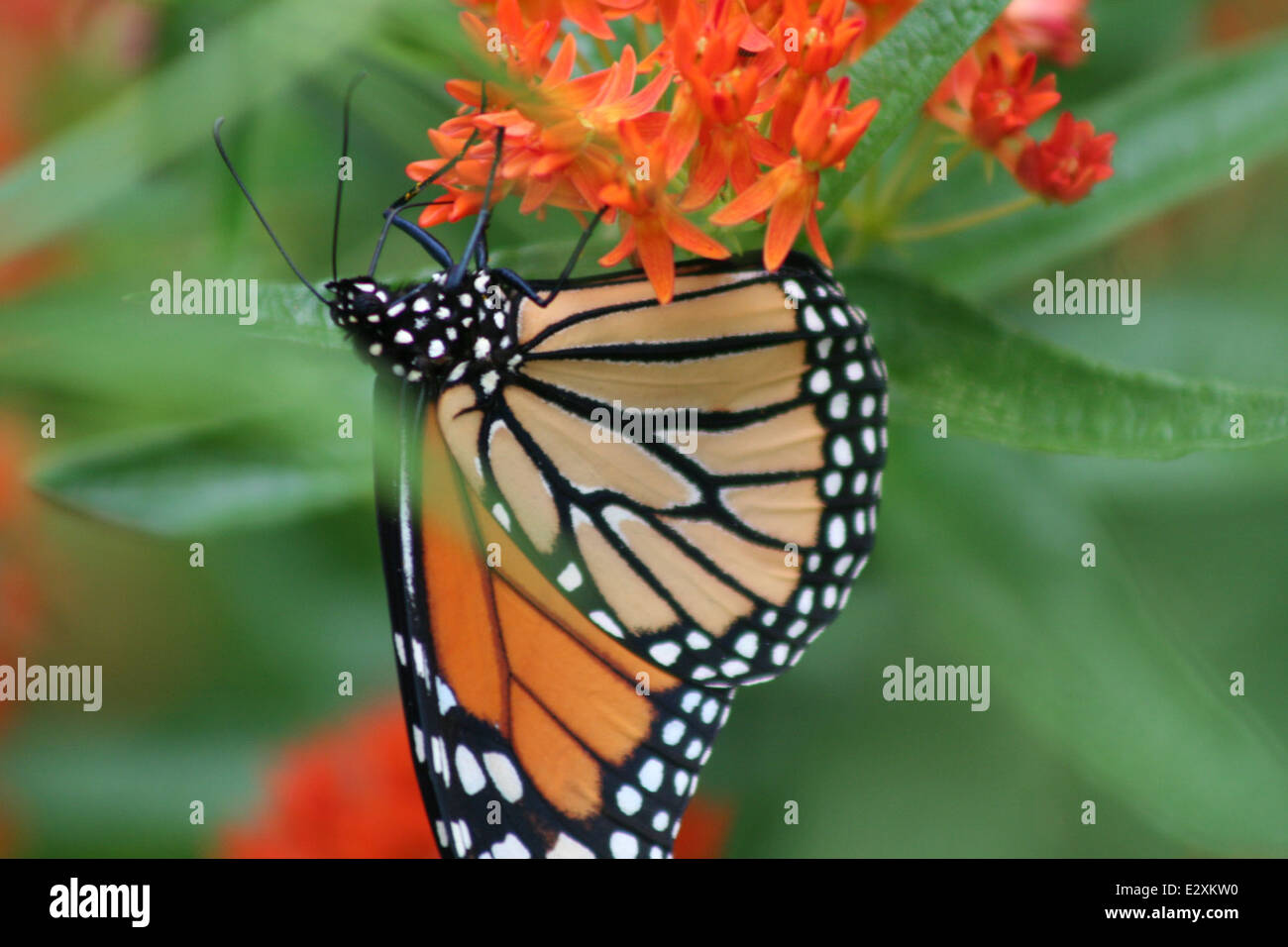 The Monarch butterfly is a key pollinator species, migrating across ...