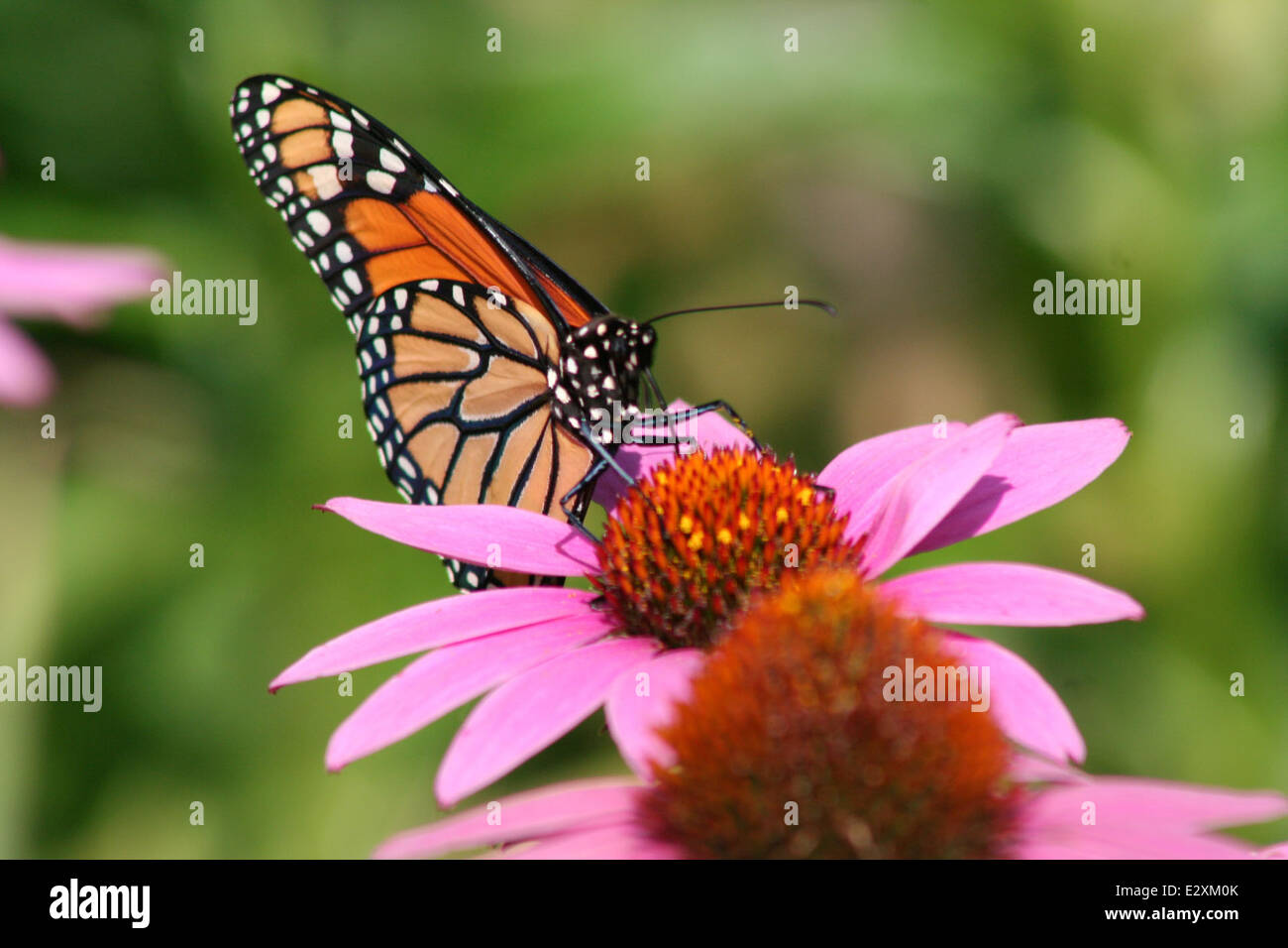 Monarch butterflies are known for their striking orange and black wings ...