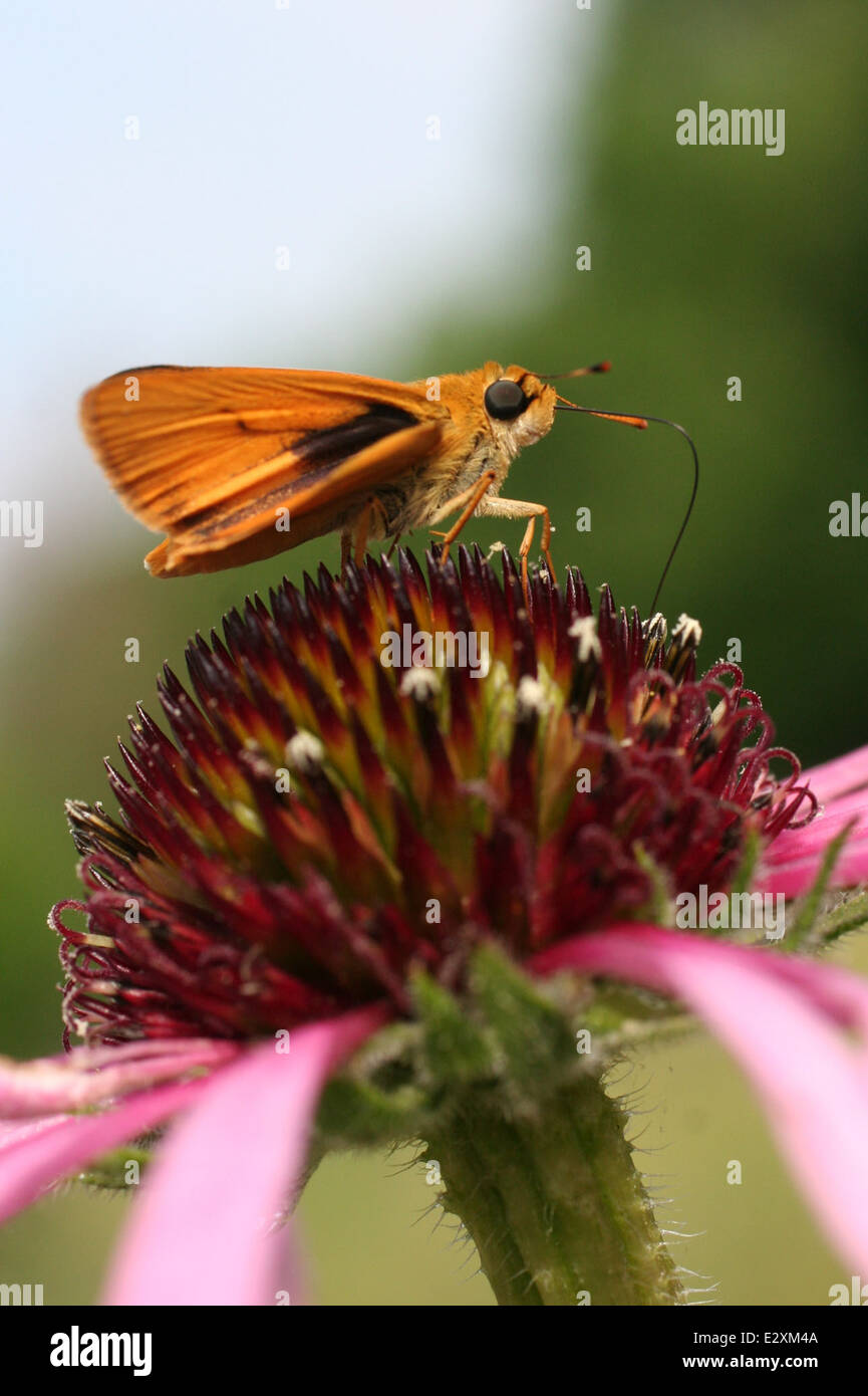 The Skipper butterfly is a small, fast-flying insect known for ...
