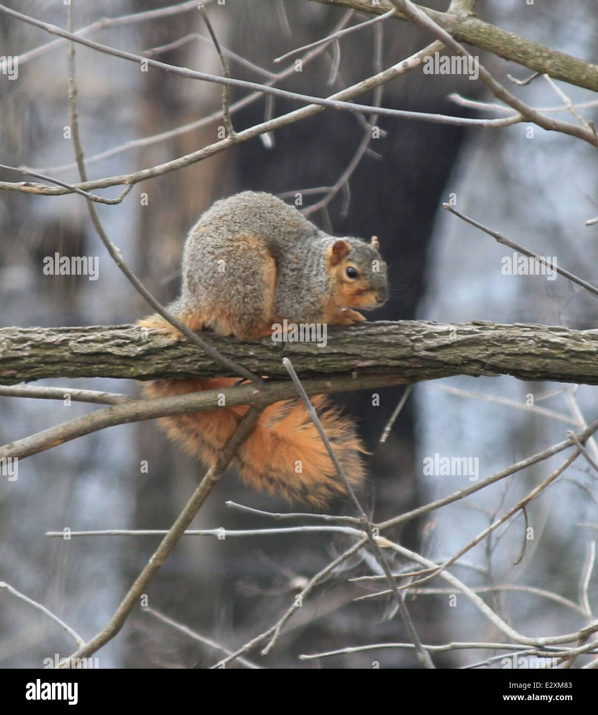 Clarence cannon national wildlife refuge hi-res stock photography and ...