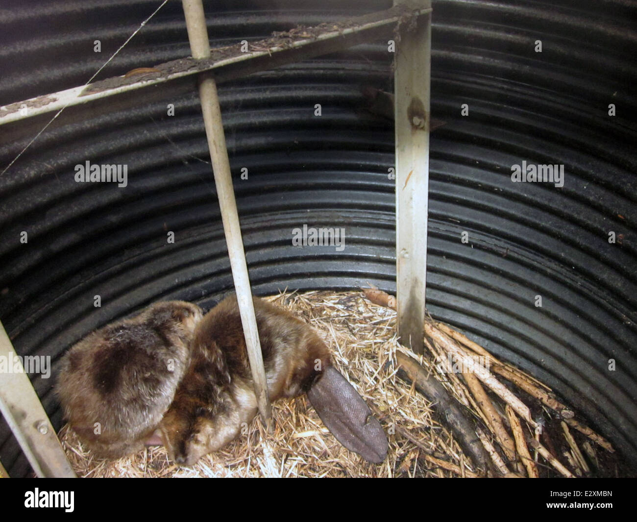 A beaver naps at the Two Rivers National Wildlife Refuge in Illinois ...