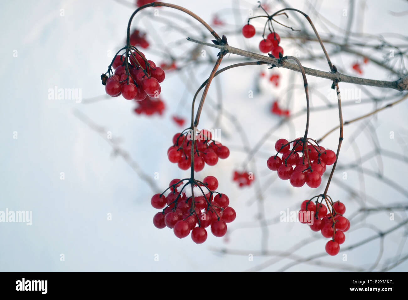 High-bush cranberry plants are visible in Minnesota during December ...