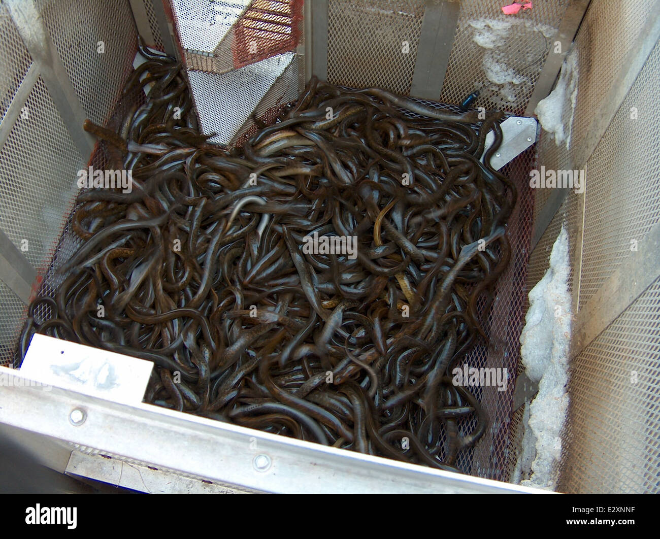 A large catch of invasive sea lampreys at the Ocqueoc River trap in ...