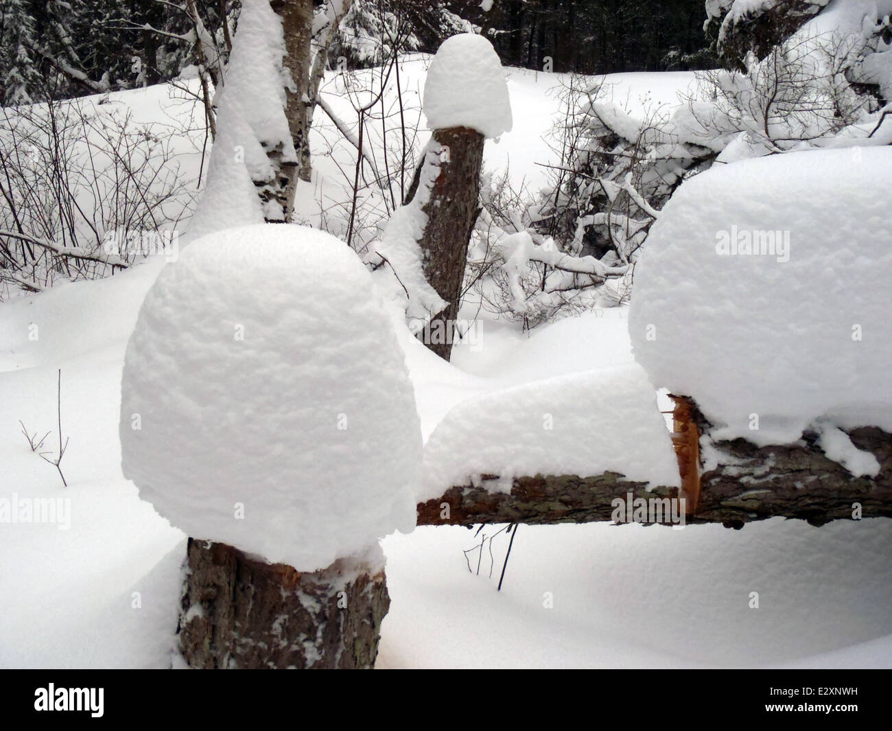 Seney wildlife hi-res stock photography and images - Alamy