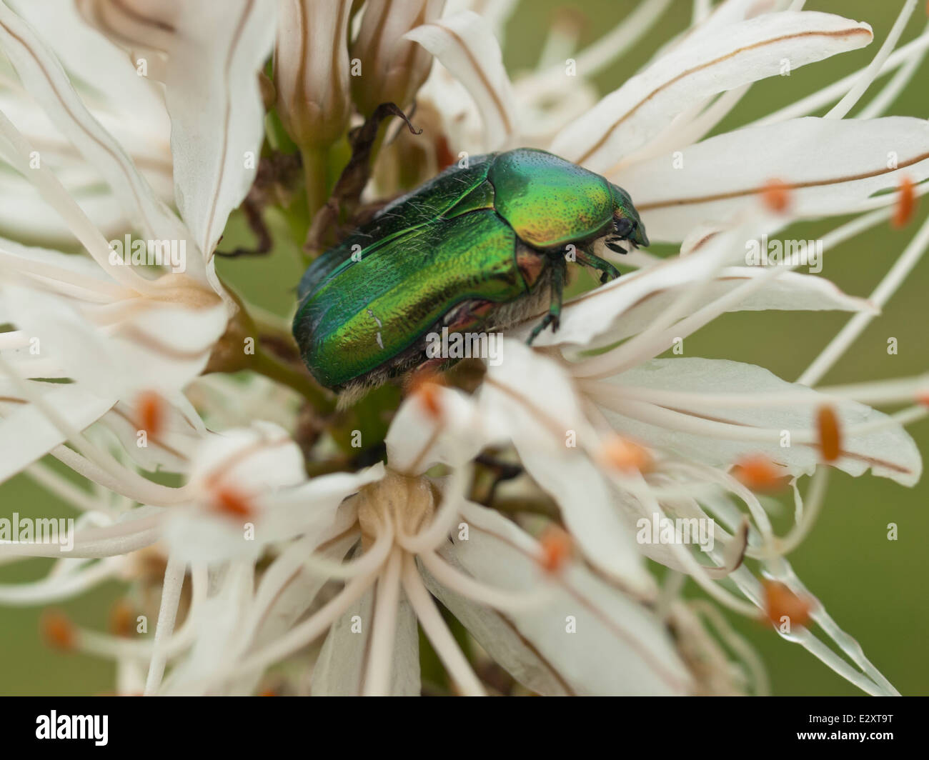 Close up of Green bug, rose chafer, cetonia aurata on lilly flower ...
