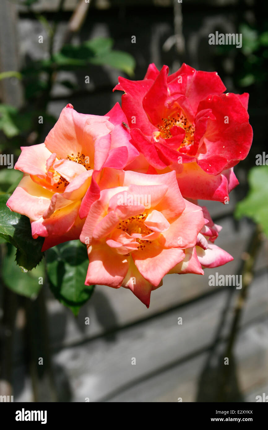 Masquerade Rose Worcester Worcestershire England UK Stock Photo - Alamy