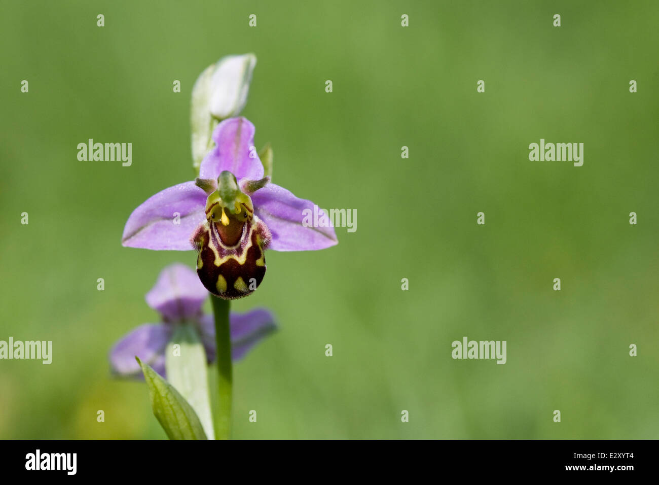 Ophrys apifera. Bee Orchid in a wildflower meadow Stock Photo - Alamy