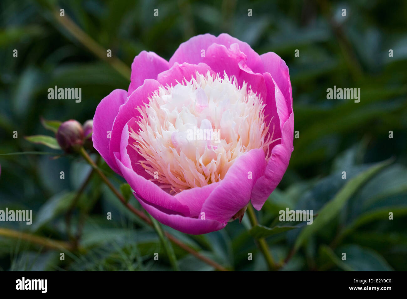 Paeonia lactiflora bowl beauty peonies hi-res stock photography and ...