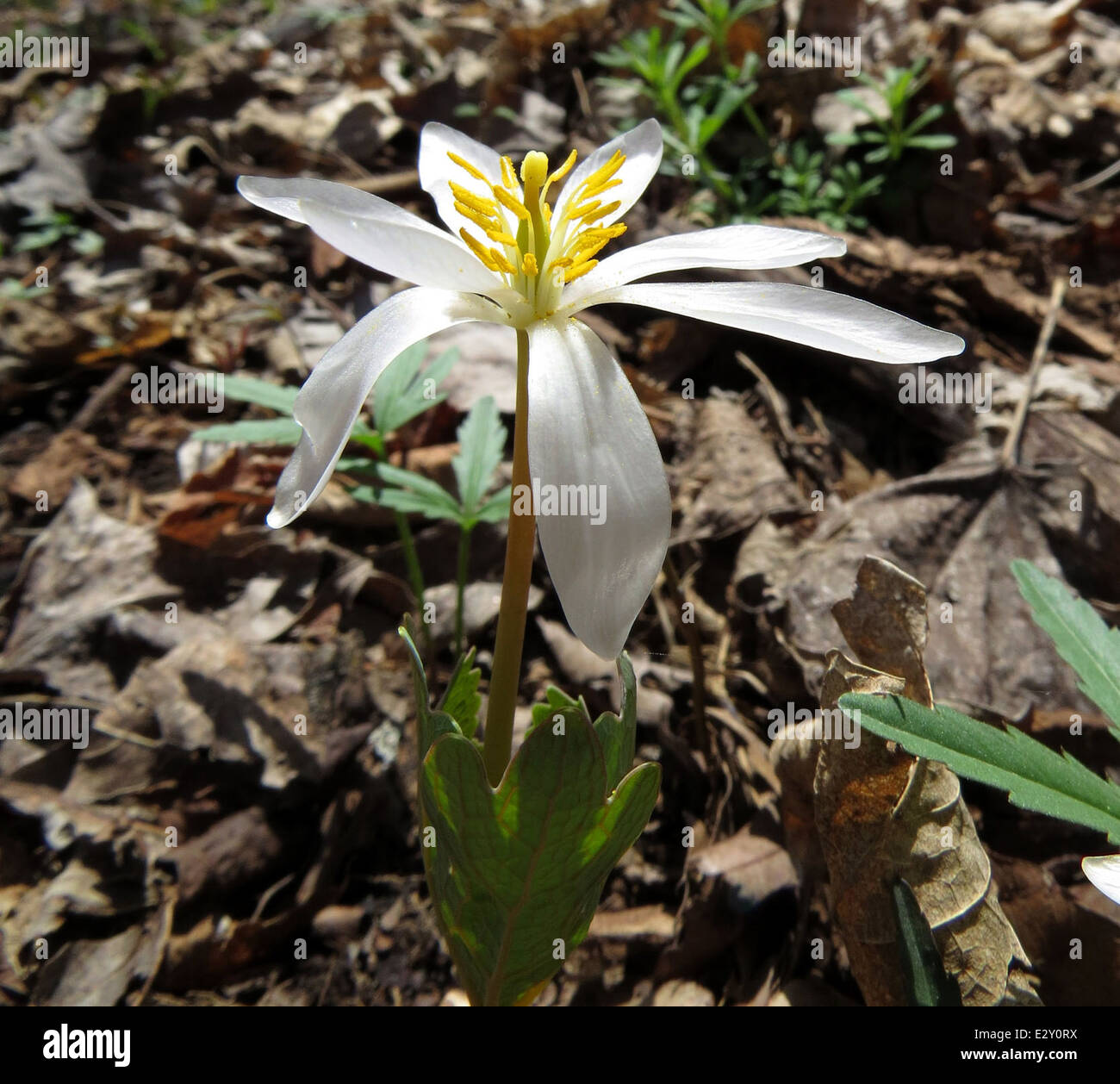 Bloodroot plants bloom in spring at Port Louisa National Wildlife ...